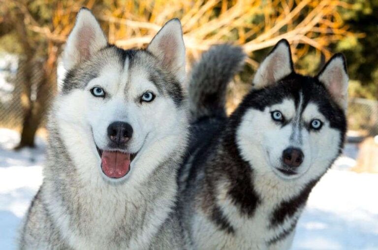13 Interesting Facts About Siberian Huskies