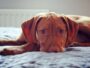 Top 5 Health Issues in Hungarian Vizslas
