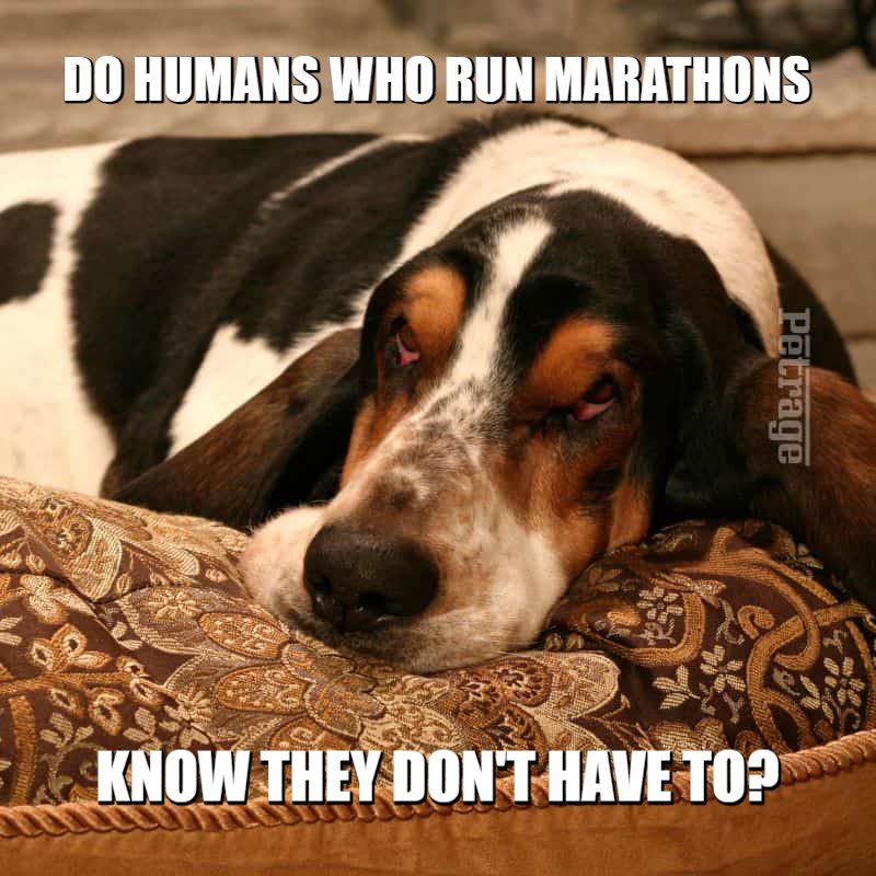 Basset Hound Marathon Meme