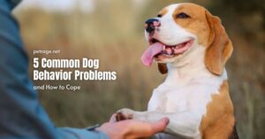 5 Common Dog Behavior Problems and How to Cope