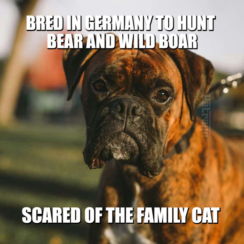 Boxer Dog Family Cat Meme