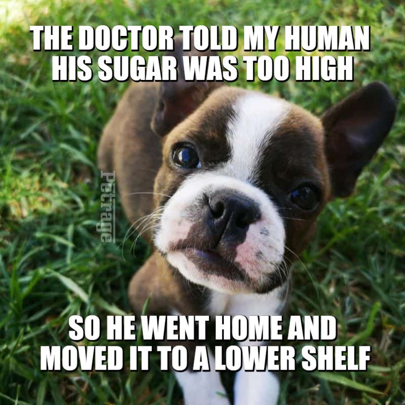Funny - Sarcastic - Shocking Dog Memes