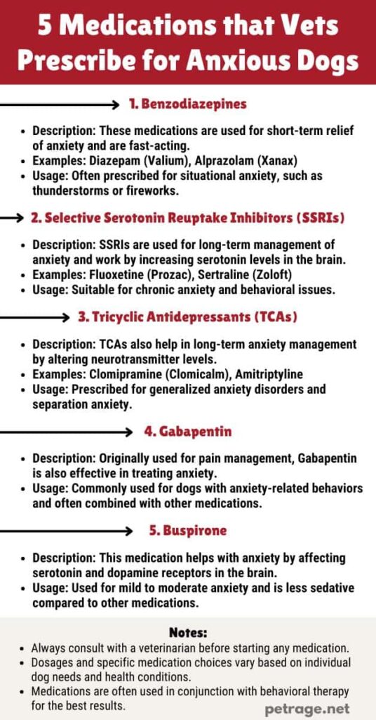 5 Vet-Prescribed Medications for Dog Anxiety