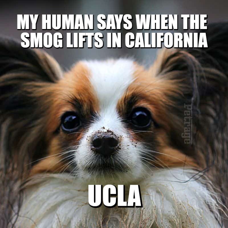 Papillon UCLA Dog Meme
