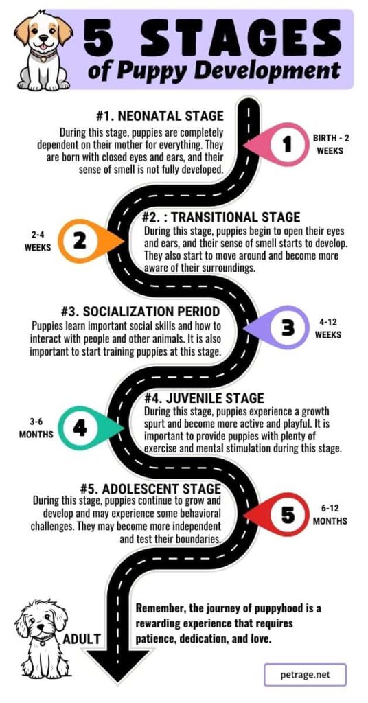 Puppy Development Stages: A Month-by-Month Guide