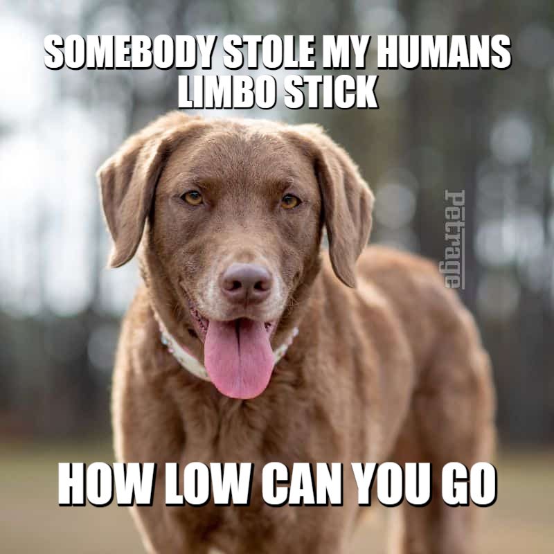 Chesapeake Bay Retriever Facts