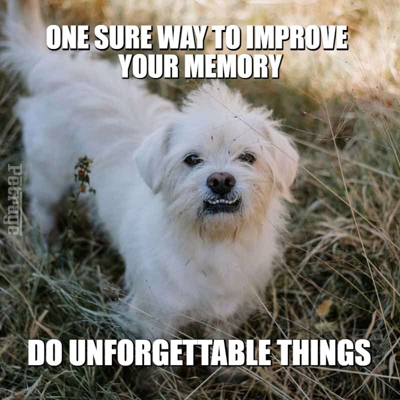 Improve Your Memory Meme