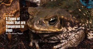 5 Types of Toads that are Dangerous to Dogs