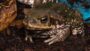 5 Types of Toads that are Dangerous to Dogs