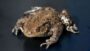 5 Types of Toads that are Dangerous to Dogs