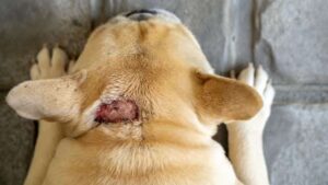 5 Common Skin Problems in Dogs-Symptoms and Treatments