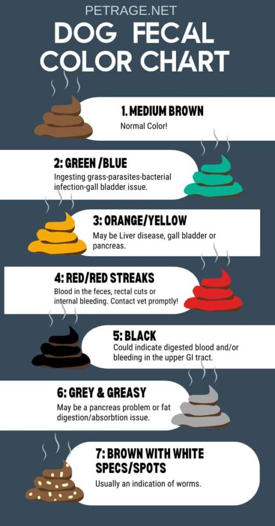 Healthy Dog Poop: A Complete Guide for Pet Owners