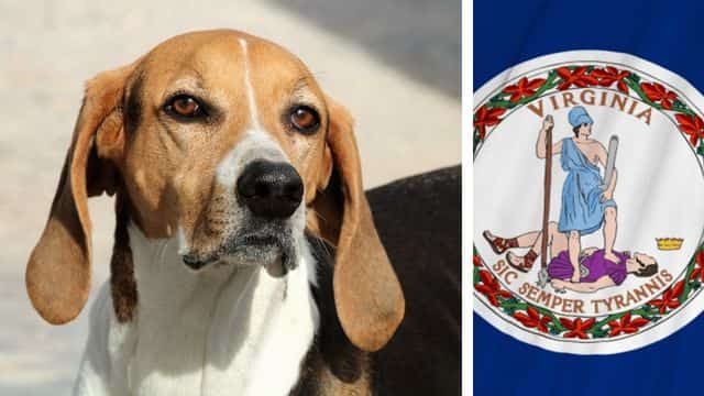 List of Official State Dog Breeds with Images