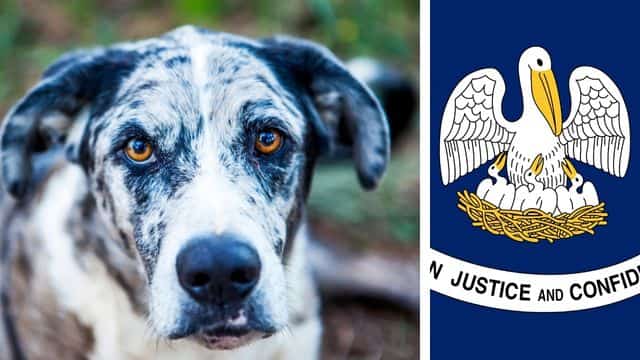 List of Official State Dog Breeds with Images