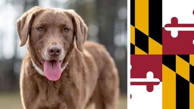 List of Official State Dog Breeds with Images