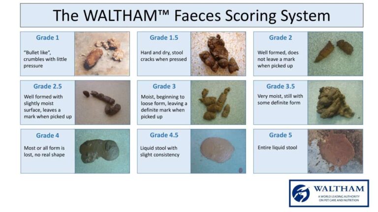 Healthy Dog Poop: A Complete Guide for Pet Owners