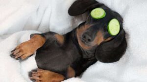 4 Types of Sleep Problems in Dogs Explained