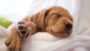 4 Types of Sleep Problems in Dogs Explained