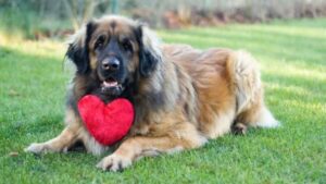 Understanding Dilated Cardiomyopathy in Dogs