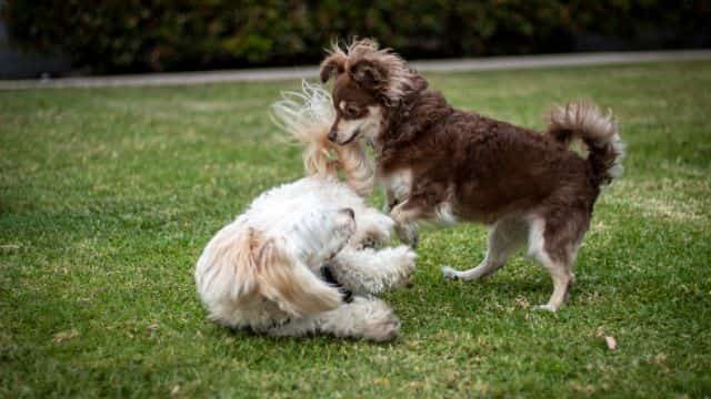 Decoding the Behavior: Why Female Dogs Hump