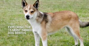 Exploring the 12 Most Inbred Dog Breeds