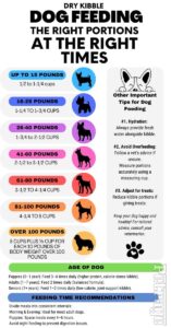 Basic Dog Feeding Guide: Right Portions at the Right Times
