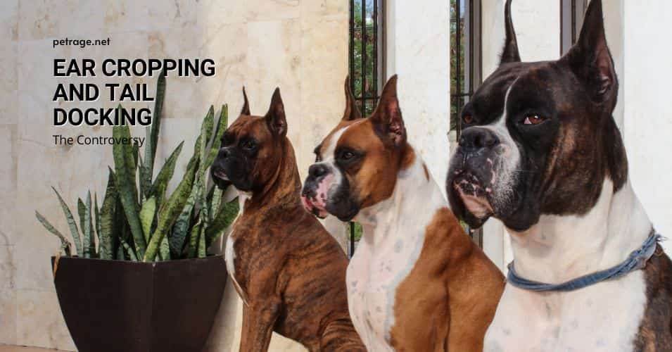 The Controversy Surrounding Ear Cropping and Tail Docking