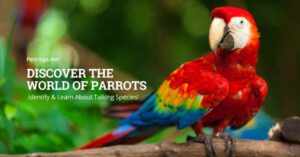 Discover the World of Parrots: Parrot Identification Quiz