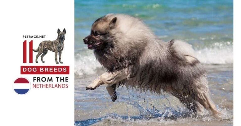 11 Dutch Dog Breeds: History, Traits & More