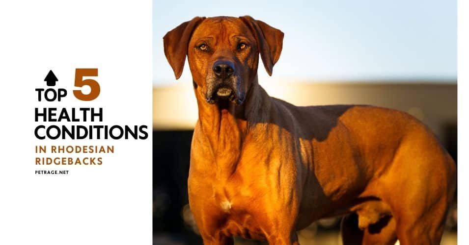 Rhodesian Ridgeback Health Guide: Top 5 Issues & Care Tips