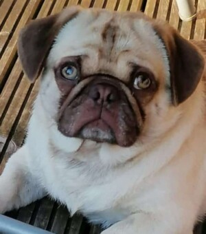 Pug User Gallery